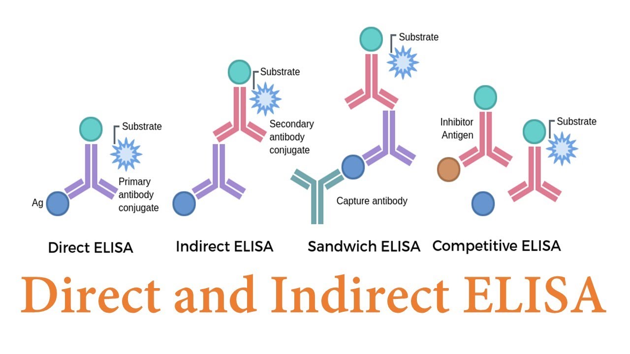 What’s the Difference Between Direct & Indirect ELISA? | Complete Guide ...
