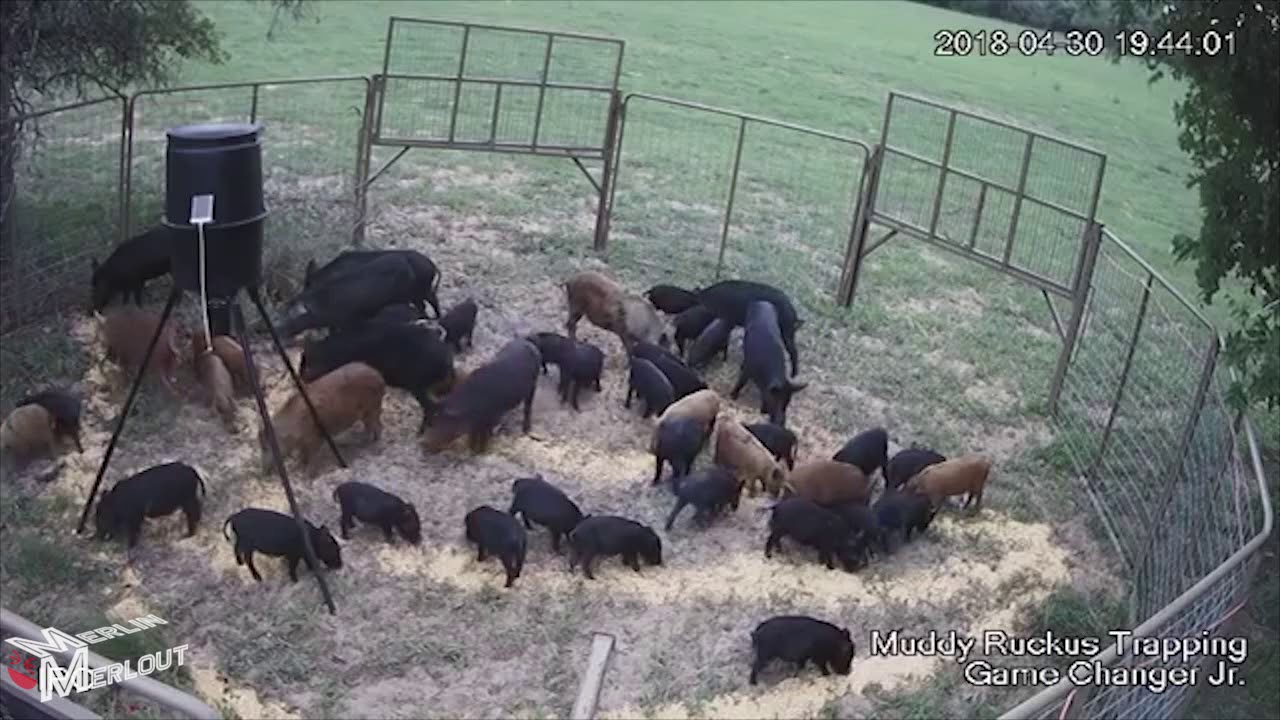 Hogs run - YouTube