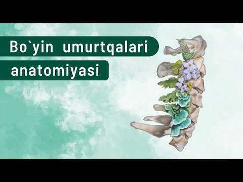 BO`YIN UMURTQALARI ANATOMIYASI - VERTEBRAE CERVICALIS