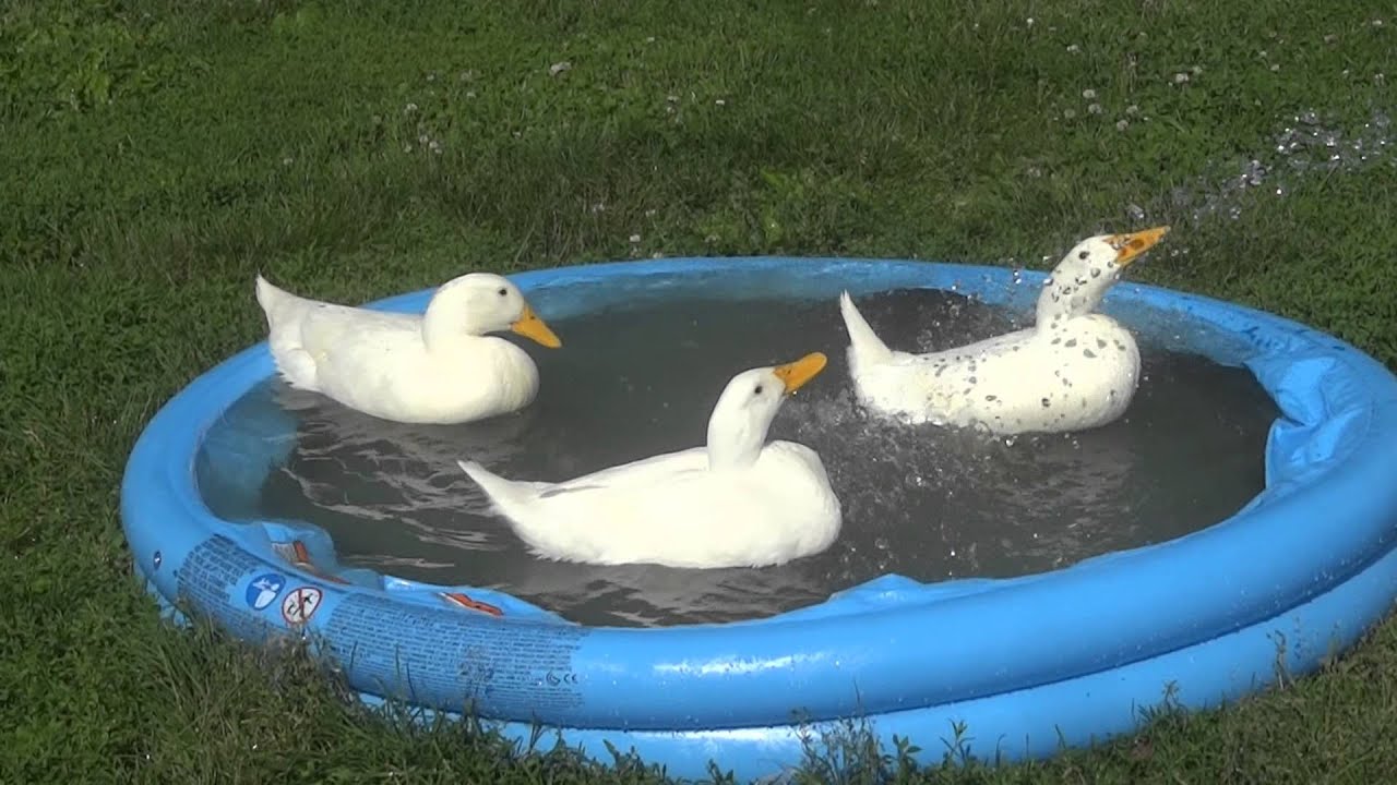 Ducks hypnotized by spray - YouTube