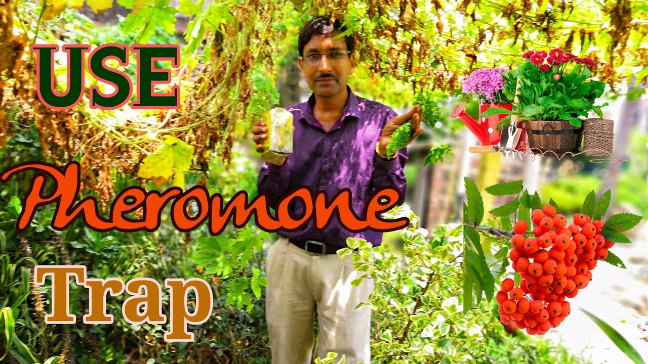 Pheromone Trap to control Insect Pests - YouTube