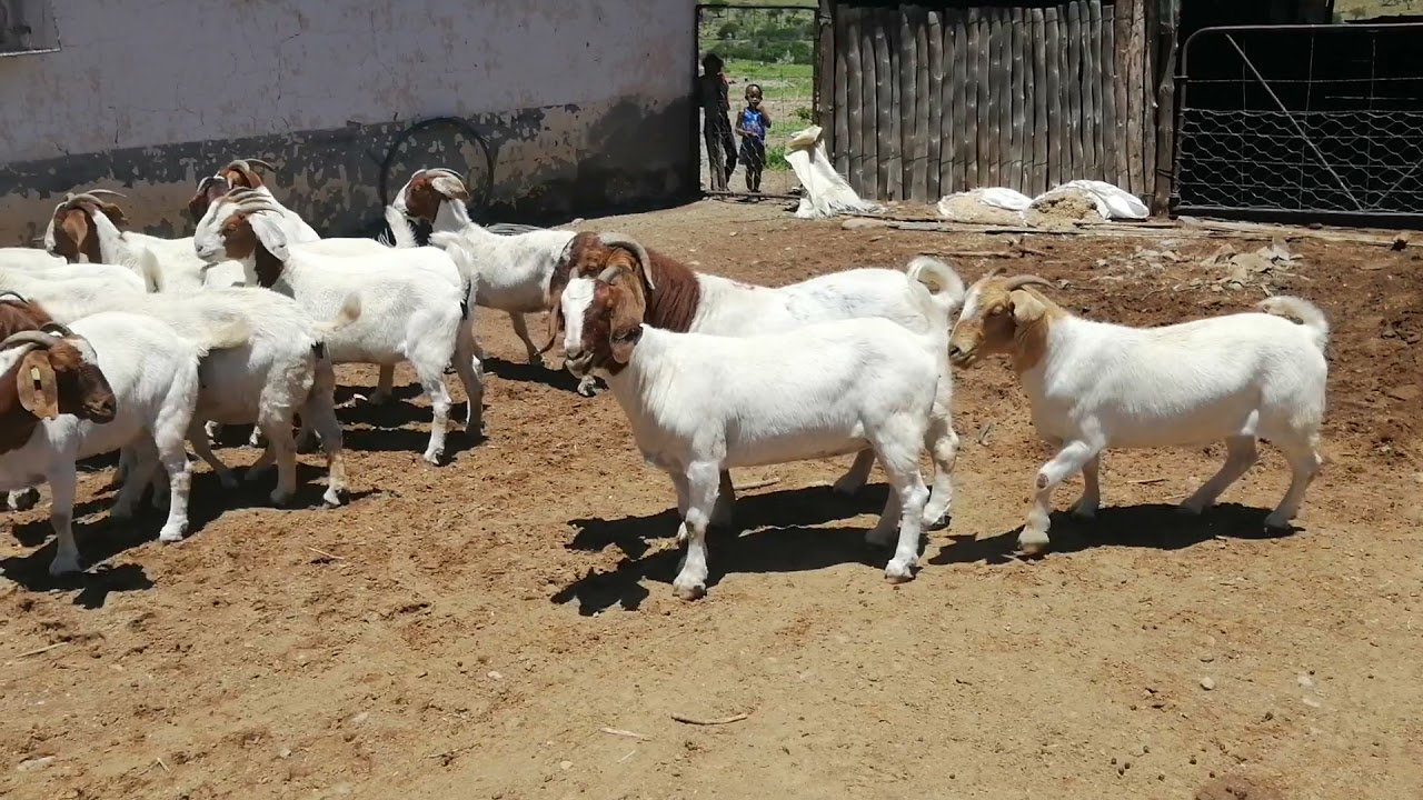 Goats Mating Youtube