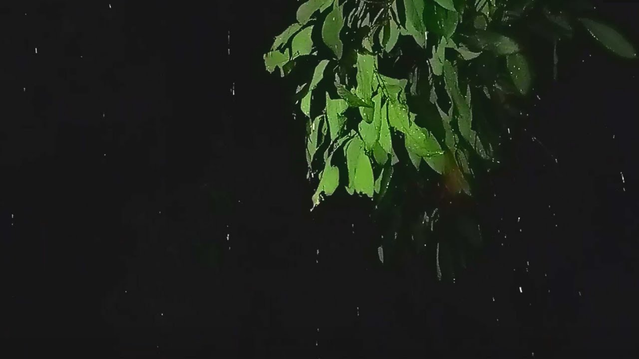 Rain on tree leaves at Night 4 Hours rain Relaxing Sleeping sounds ...
