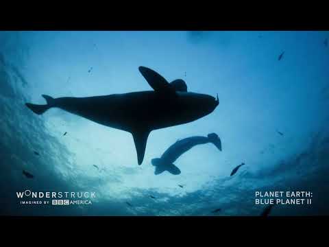 BBC | Blue Planet II | E01 Orcas