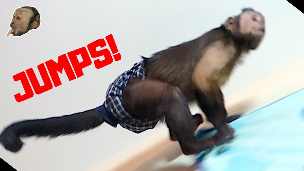 Monkey Playroom Friday FUN! (WALL JUMPS?!) - YouTube