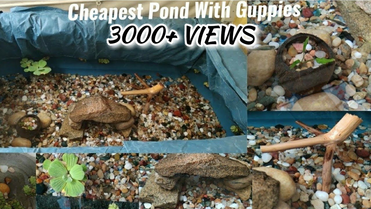 MOVABLE POND WITH GUPPIES | GUPPY FISH & FRIES FULL GUIDE | DRIFT WOOD ...