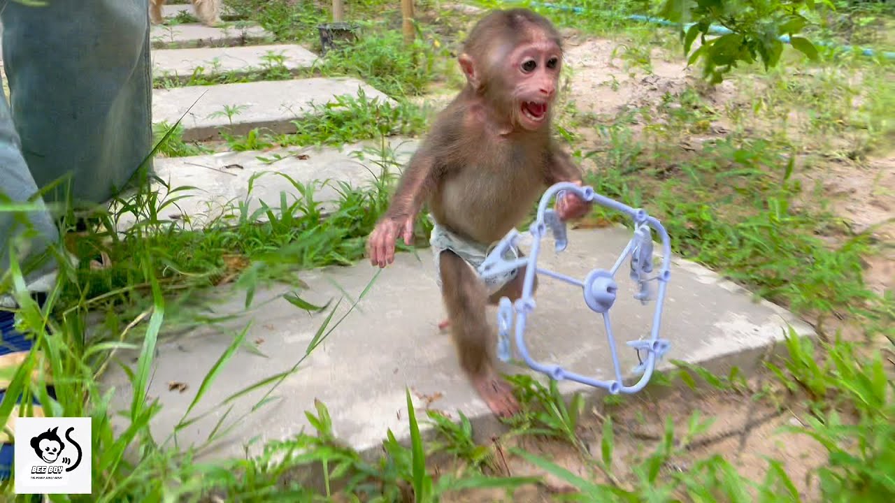It's worth noting that the monkey will have a story. - YouTube