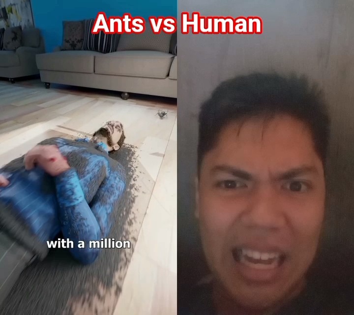 Ants vs Human @zackdfilms - YouTube
