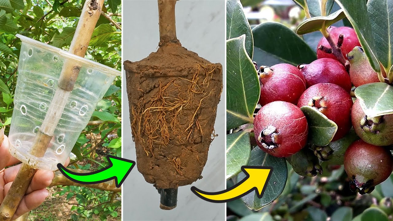 How To Grow Guava Tree Cutting In Onions | How To Grow Guava Tree From ...
