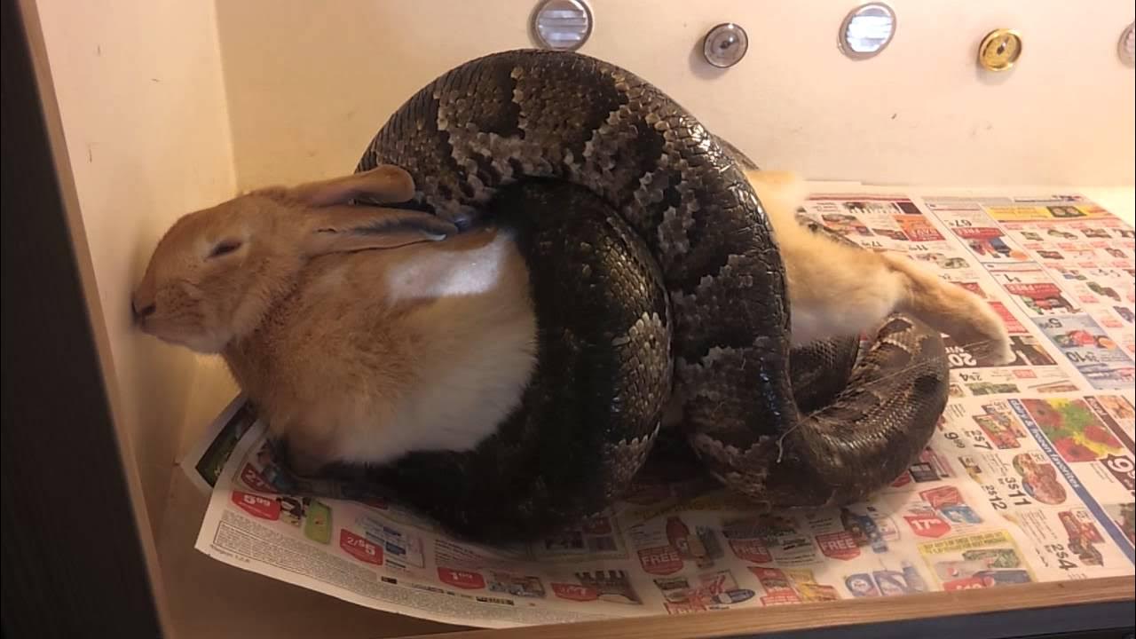 Snake eating a huge rabbit (GRAPHIC VIDEO) - YouTube
