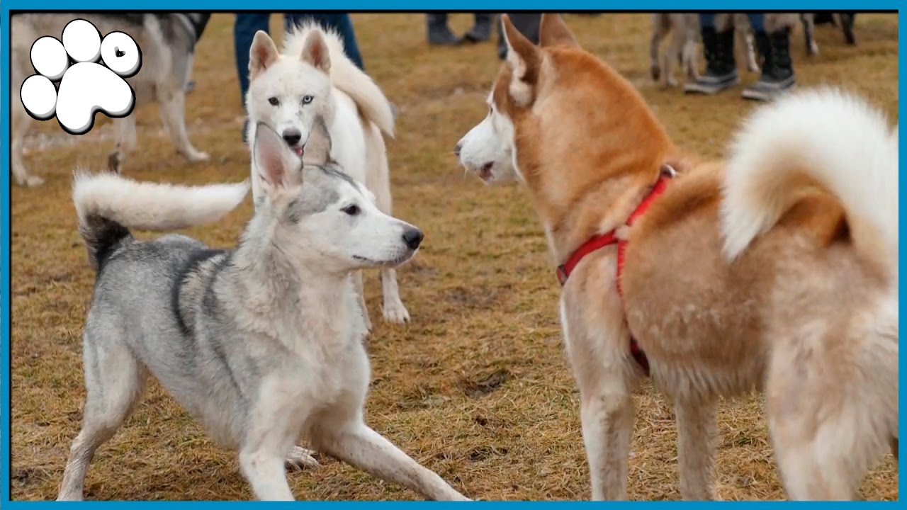 MUDDY HUSKY MEETUP! - YouTube