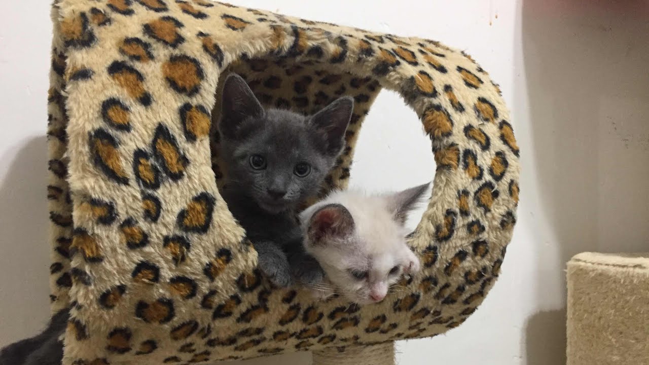 Kitten Cuddle Room - Foster mom Sarah visits her adorable kittens ...