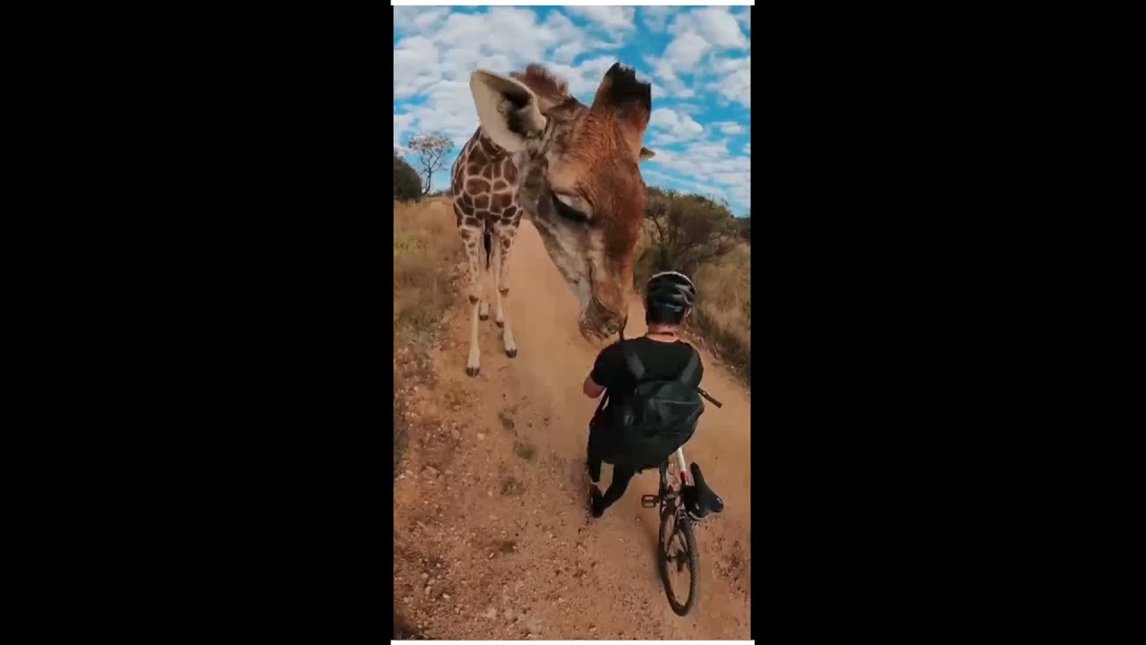 A biker’s encounter with a giraffe #shorts #viralvideo - YouTube