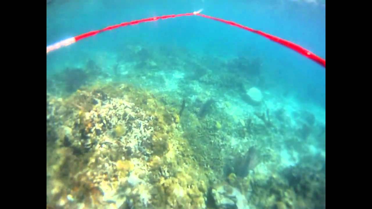 Reef Check Manta Tow Survey Footage from Haiti- Clip #4 - YouTube