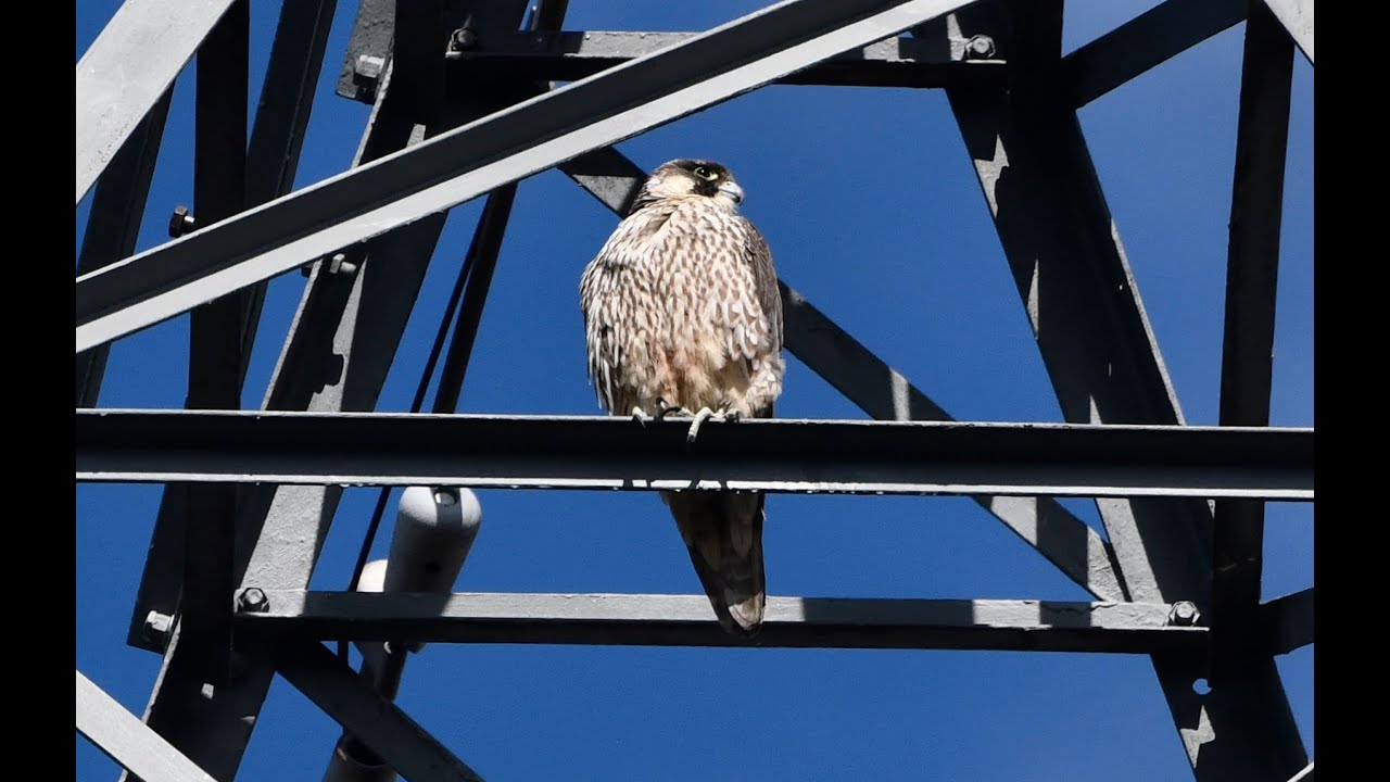 Peregrine Falcon Falco peregrinus juvenile female preening above a ...