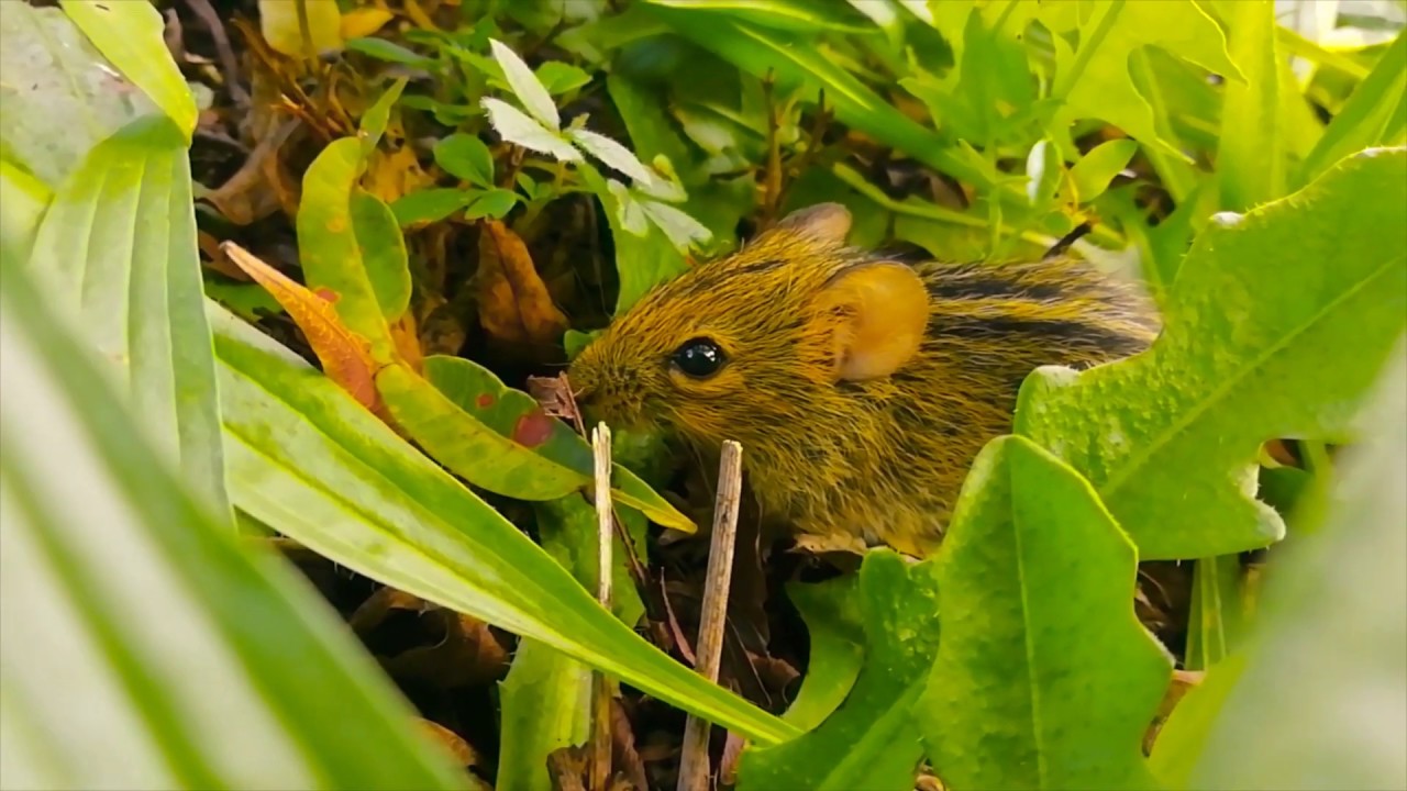 Release of the Striped Mice - YouTube