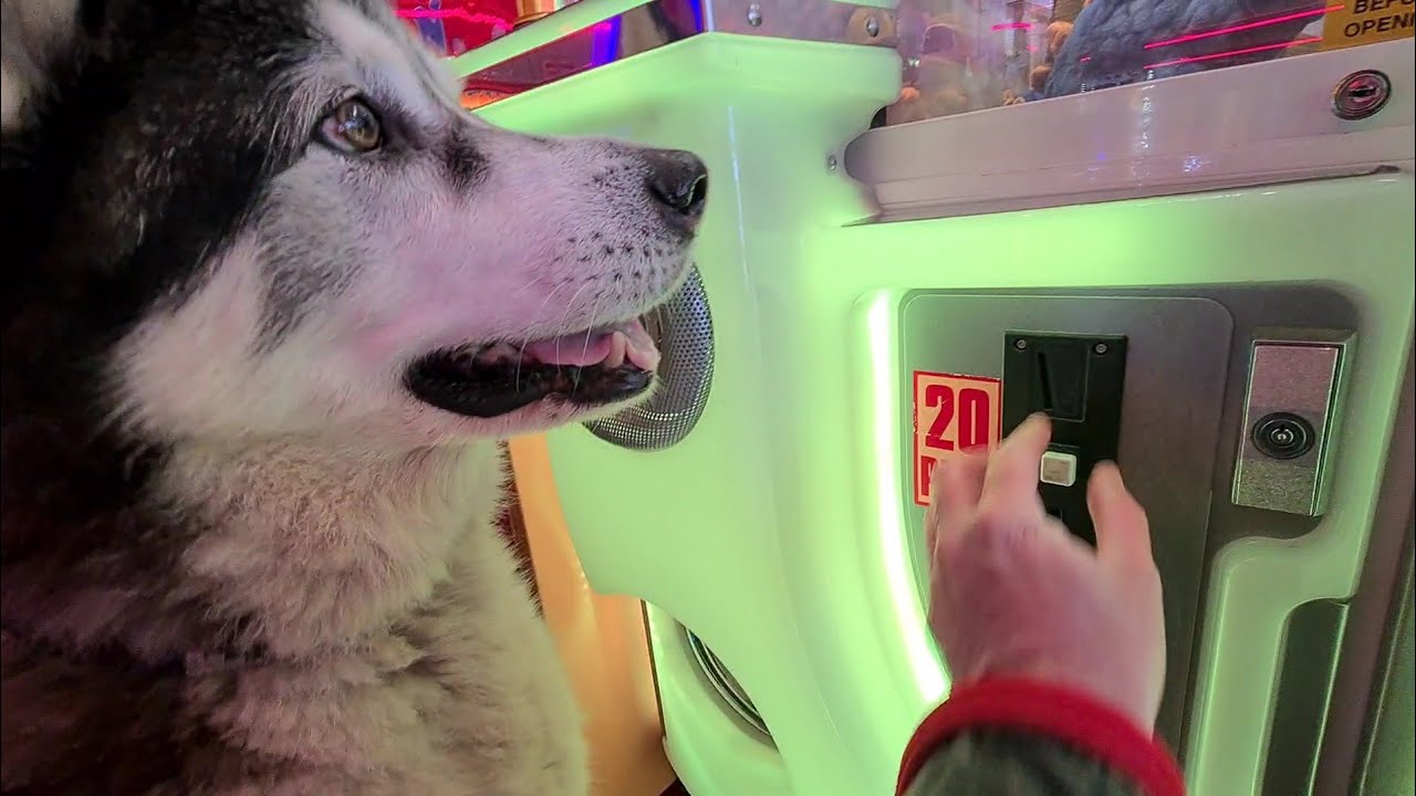Husky goes to Arcade to Win a Toy and wasn't Happy with what Happened ...
