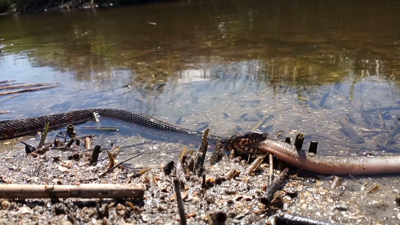 Water Snake Eating An Eel In Full Saltwater!! (Nerodia fasciata)! - YouTube