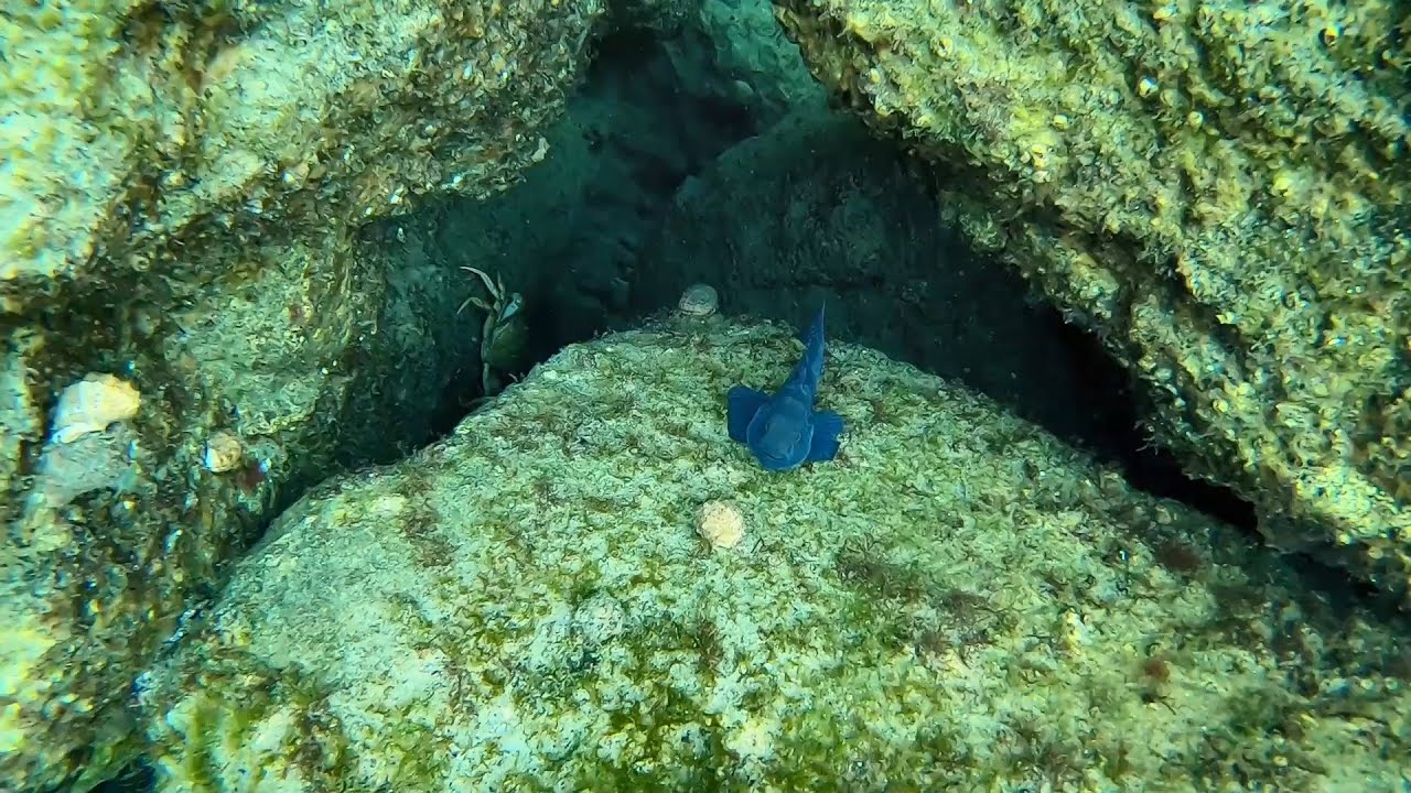 Guvidul de mare - Mara Neagra - YouTube