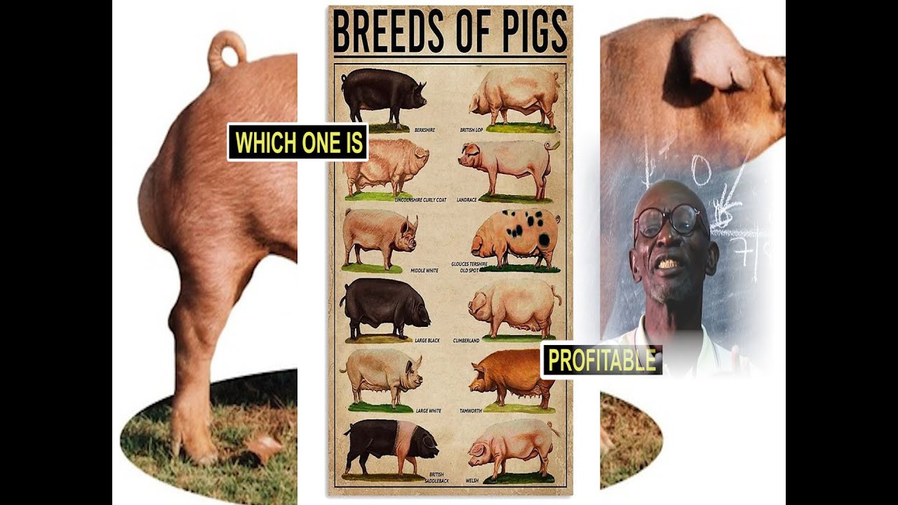 PIGGERY:Duroc And comborough Vs large white, Landrace| Which is More ...