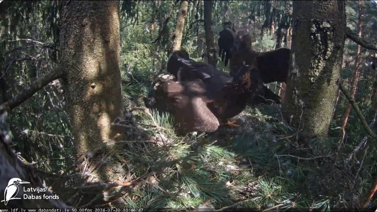 Trīs piegādes, SOS un divi zariņi / Three deliveries, an SOS and two ...