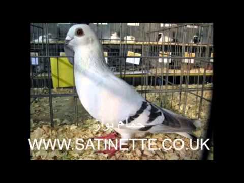 ,Lebanese Dewlap,Turkish Dewlap, Fancy Pigeon,racer pigeon - YouTube