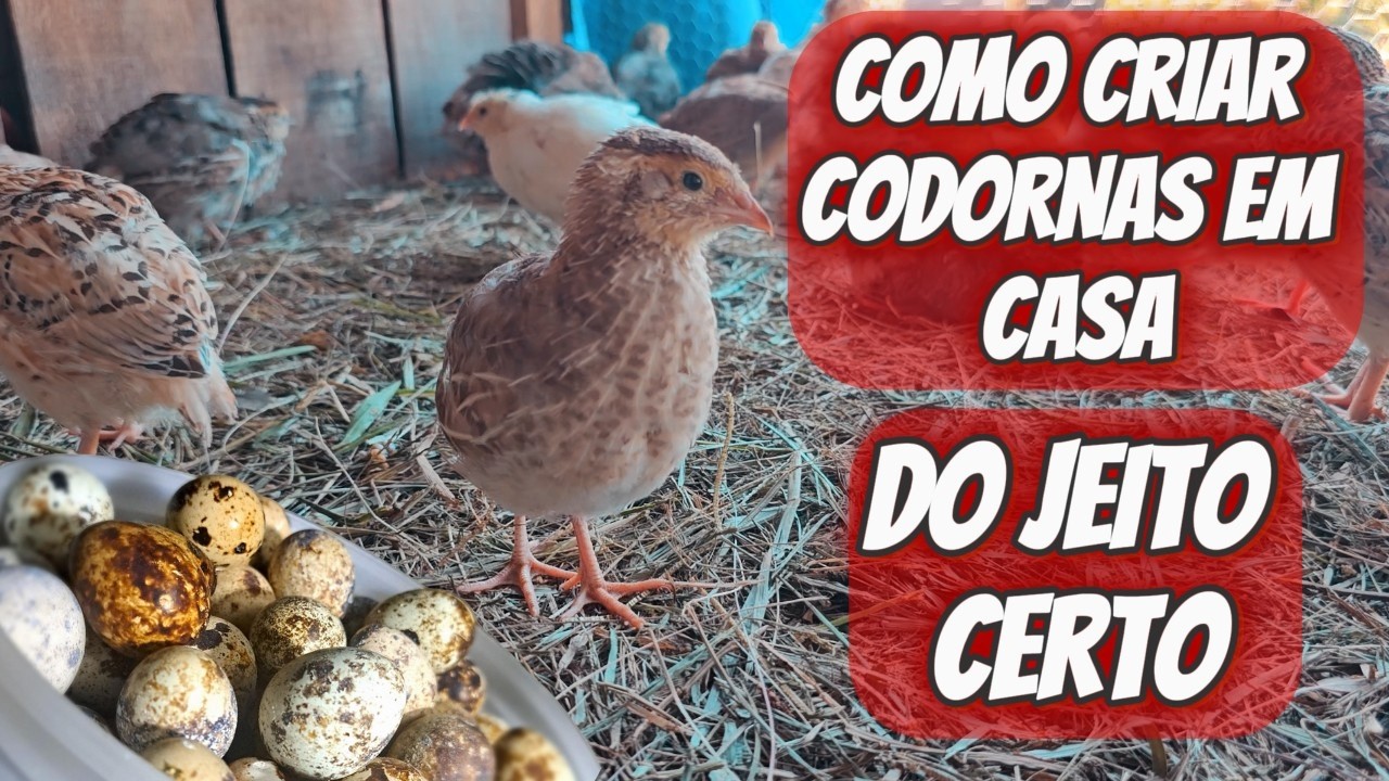 APRENDA A CRIAR CODORNAS EM CASA - YouTube