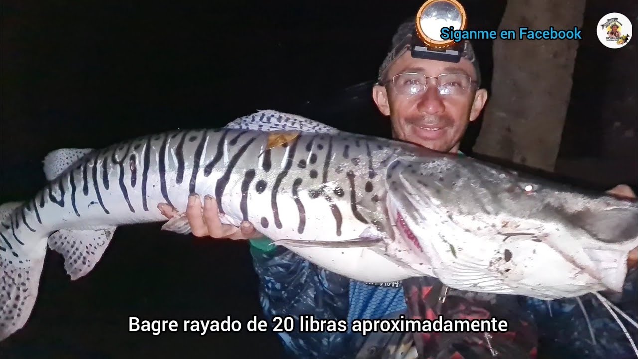 Los grandes peces del río meta pesca de bagre rayado,bagre amarillo ...