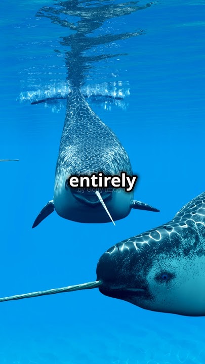 Narwhals: The Real Unicorns of the Sea! - YouTube
