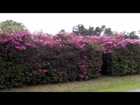 5 Best Azaleas for a Fast, Lush Privacy Screen You'll Love - Howspruce.blog