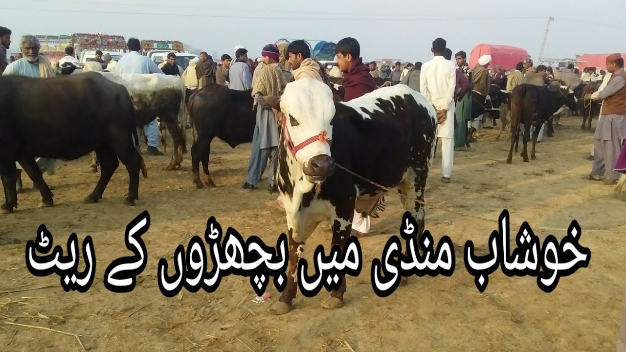 sargodha-khushab-mandi-mai-bachron-kay-rate-youtube