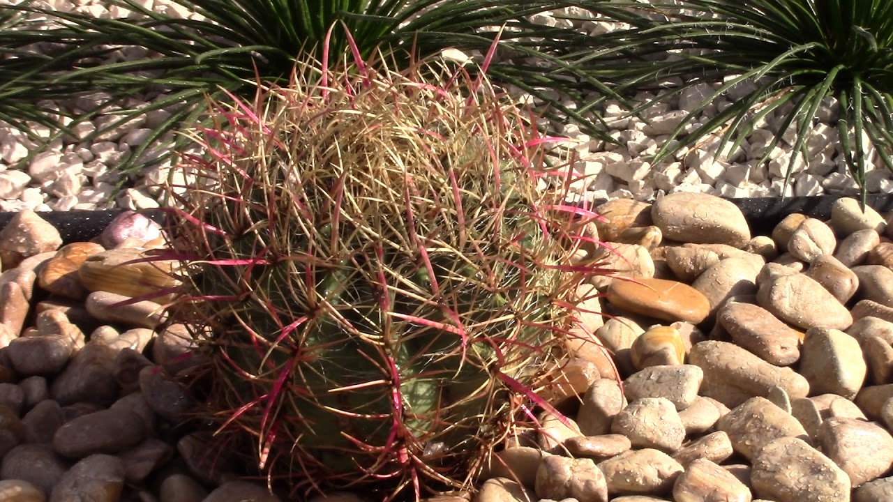 Exotic River Rock Desert Landscaping PART 4 - YouTube