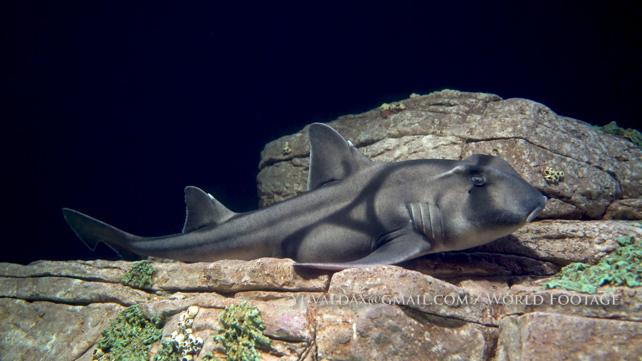 Rat fish 4K - YouTube