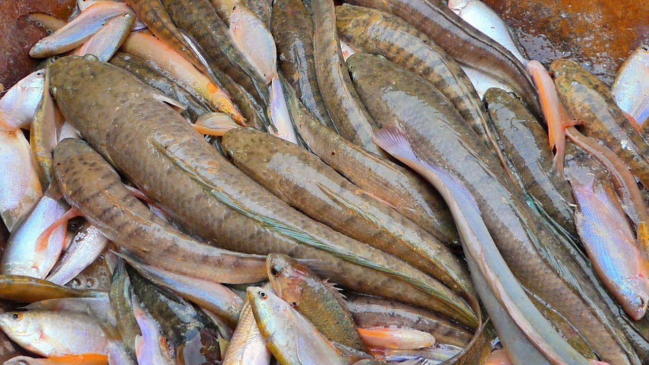 Unique Fishing - Using Net Harvesting A Lot Of Big Fish - Fishing and ...