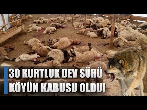30 Kurtluk Dev Sürü Köyün Kabusu Oldu! \