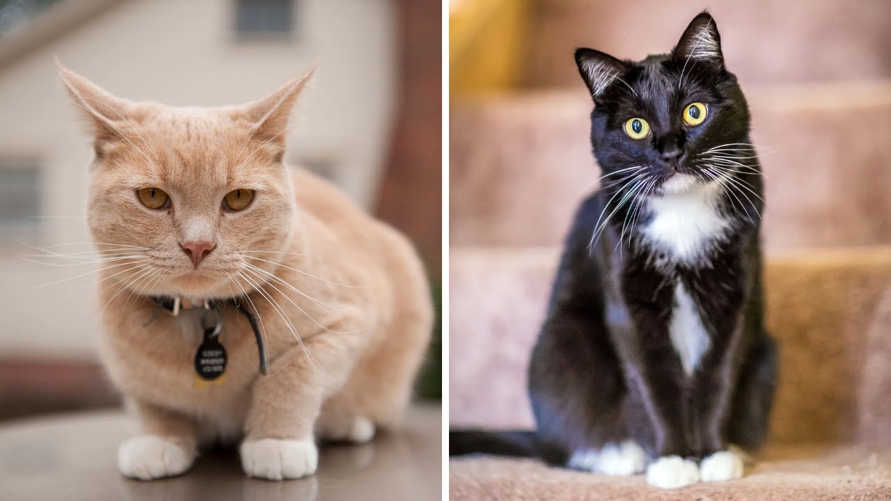 Gato Miando: Curiosidades dos Gatos (Som de Gato), Gatos Miando - YouTube