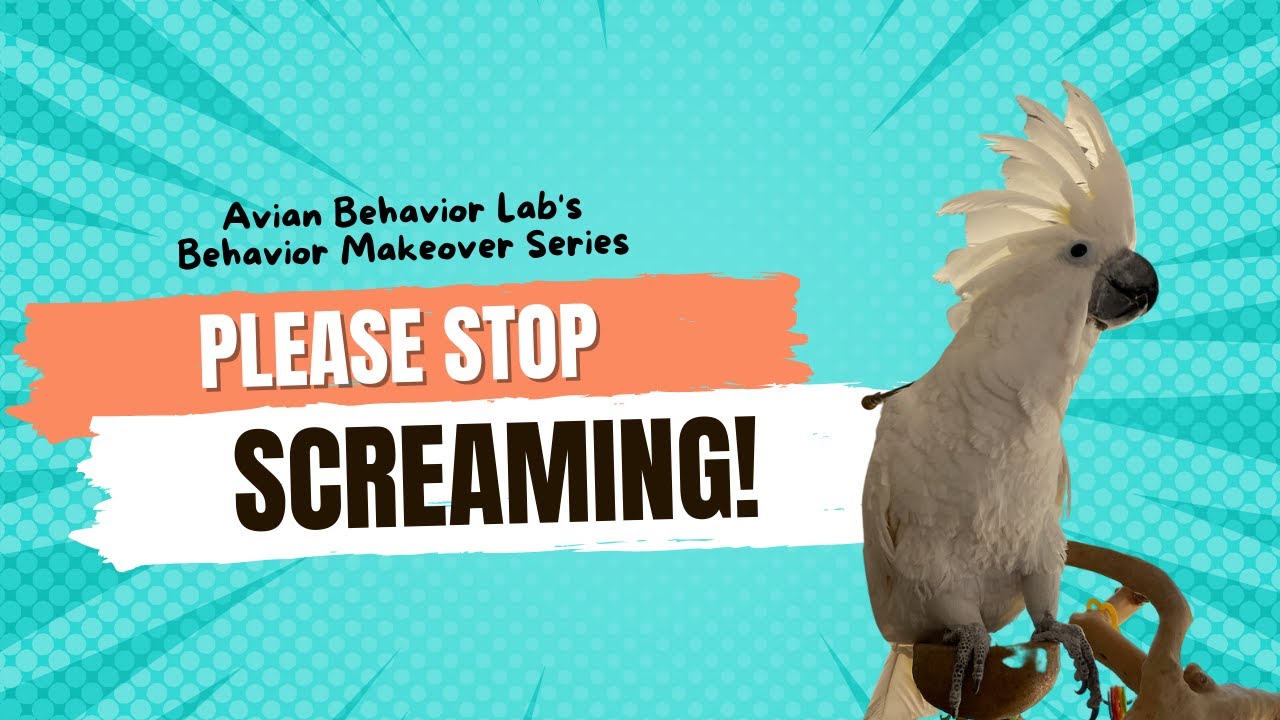 How to Stop a Parrot Screaming (Cockatoo screams when you leave the ...