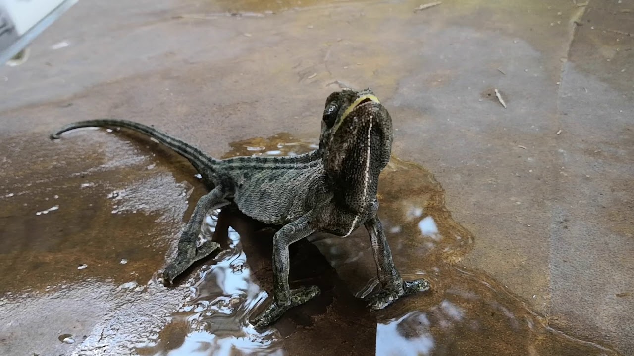 Chameleon drinking water from a bottle - YouTube