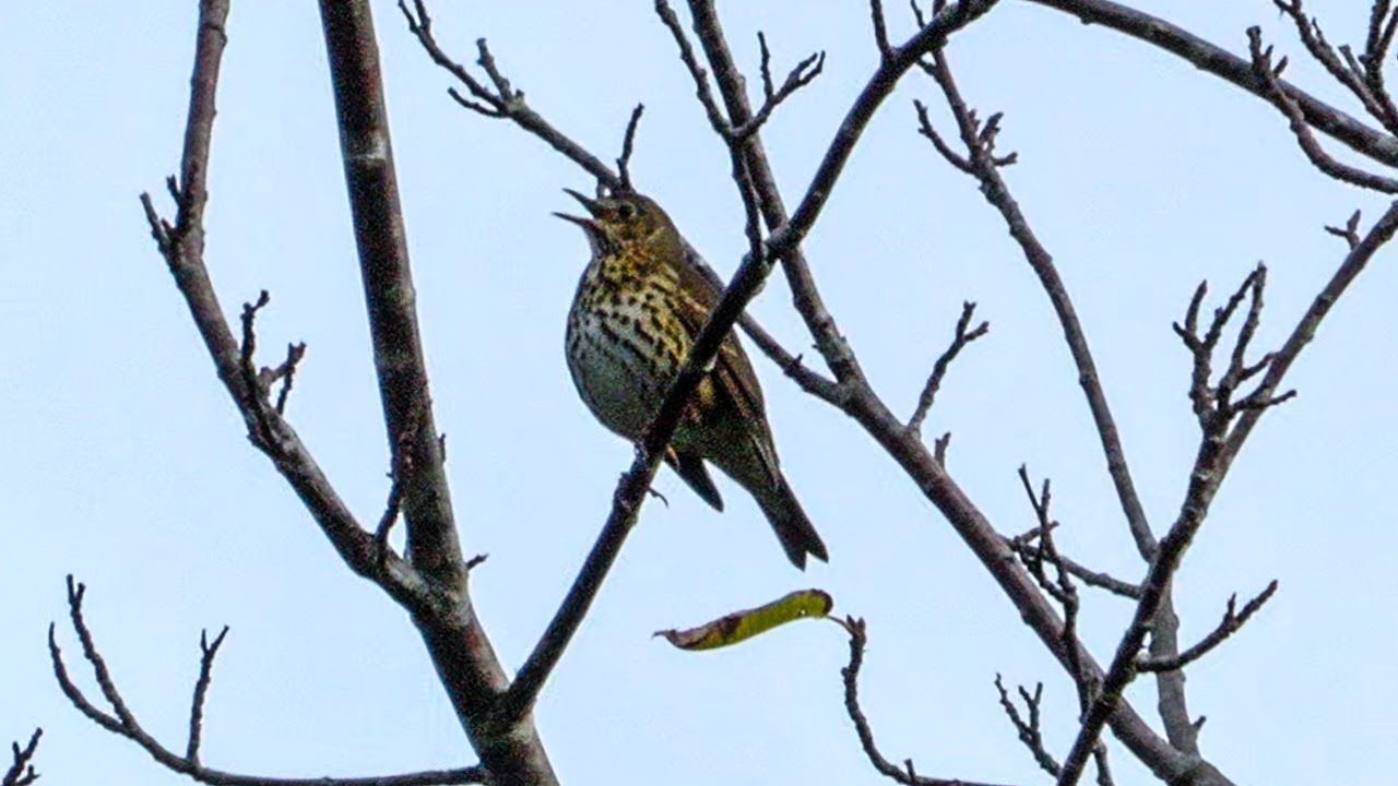 Song Thrush in Chestnut Tree / Manu-kai-hua-rakau - Birds of Inland ...