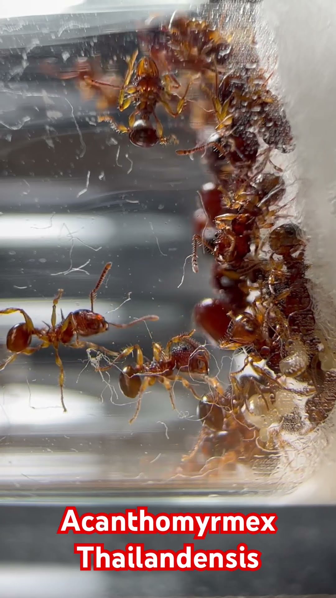 Acanthomyrmex Thailandensis 08-06-2024 #fourmis #messor #antube # ...
