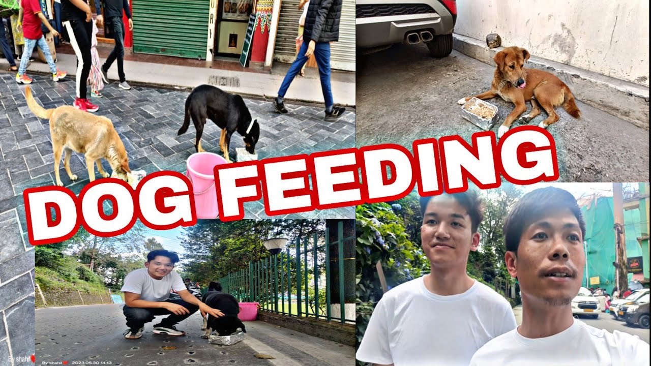 STREET DOG FEEDING ON MY FRIEND BIRTHDAY || GANGTOK EAST SIKKIM. - YouTube