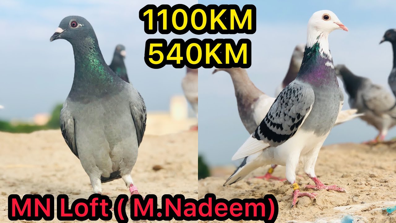 Extreme Long Distance Racing Pigeons of MN Loft | Kalapati | Racer ...