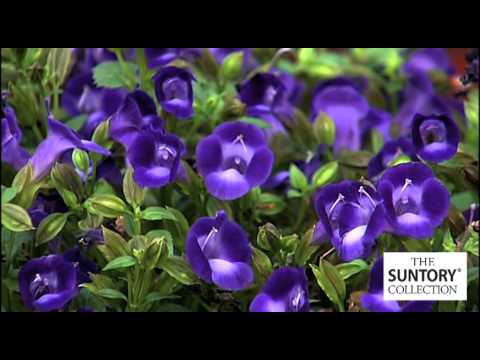 Commercial Grower Tips & Benefits: The Suntory Collection Bouquet ...