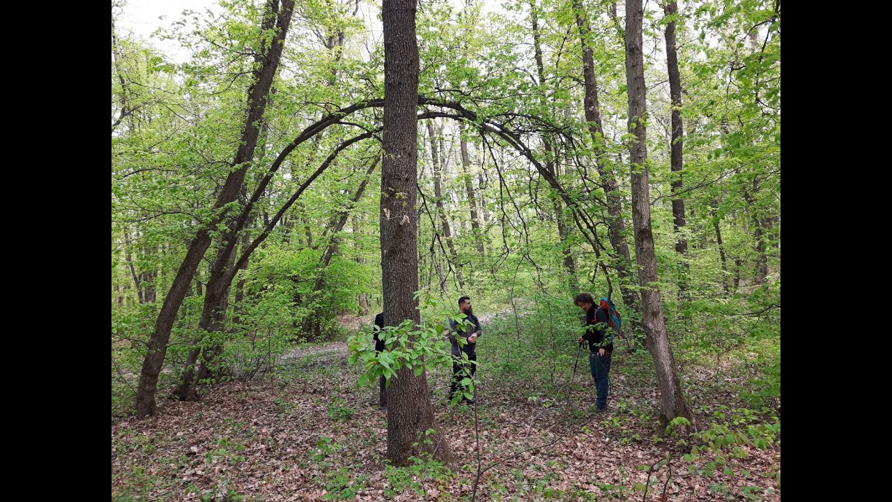 Visiting the Hoia Baciu Forest - YouTube