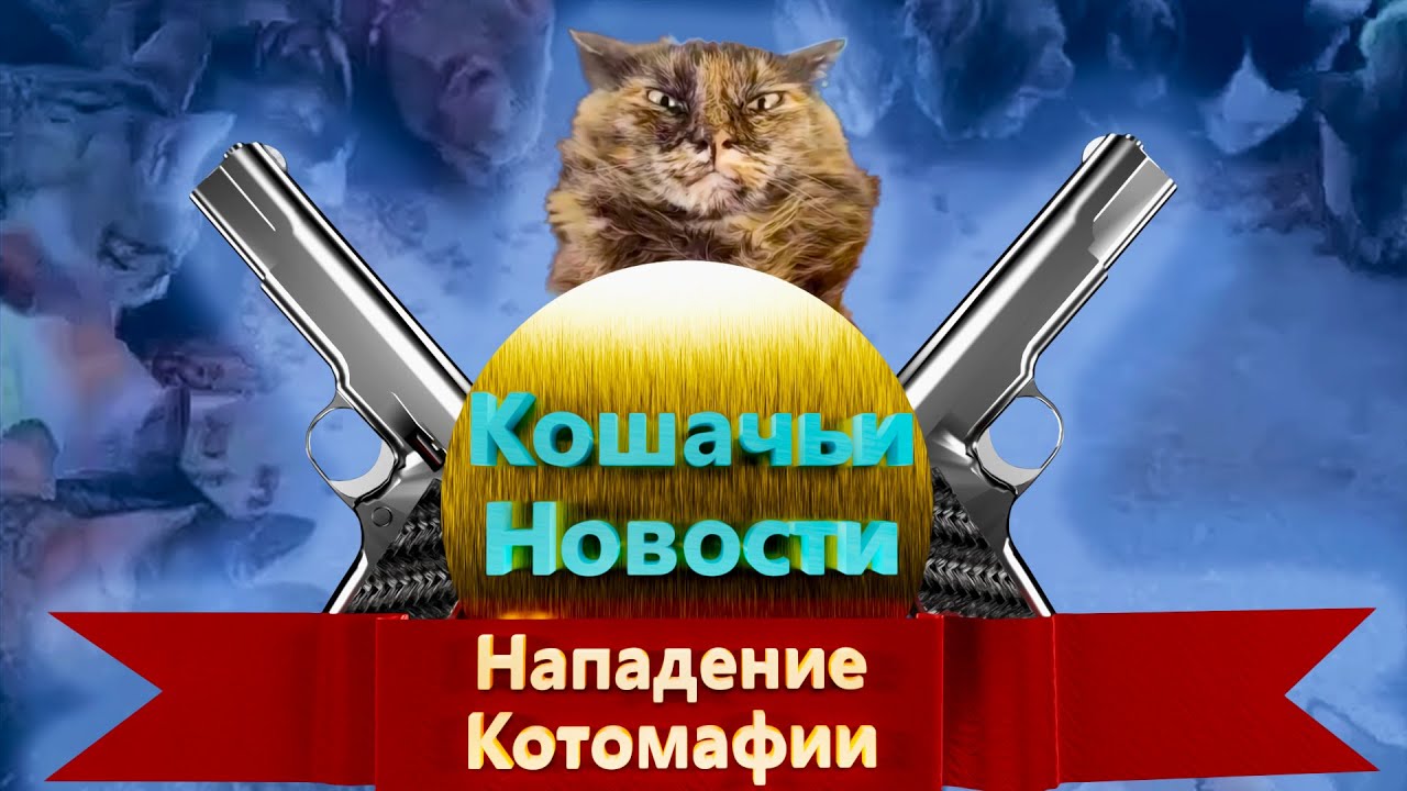 Кошачьи новости - Кошачья мафия "Смешные коты" - YouTube