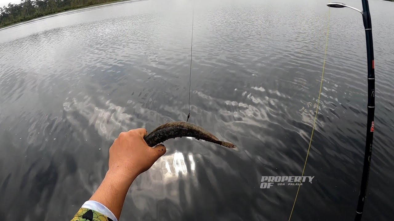 NYATA ADA NYA, MENGGUNAKAN UMPAN IKAN LELE HIDUP UNTUK MEMANCING IKAN ...