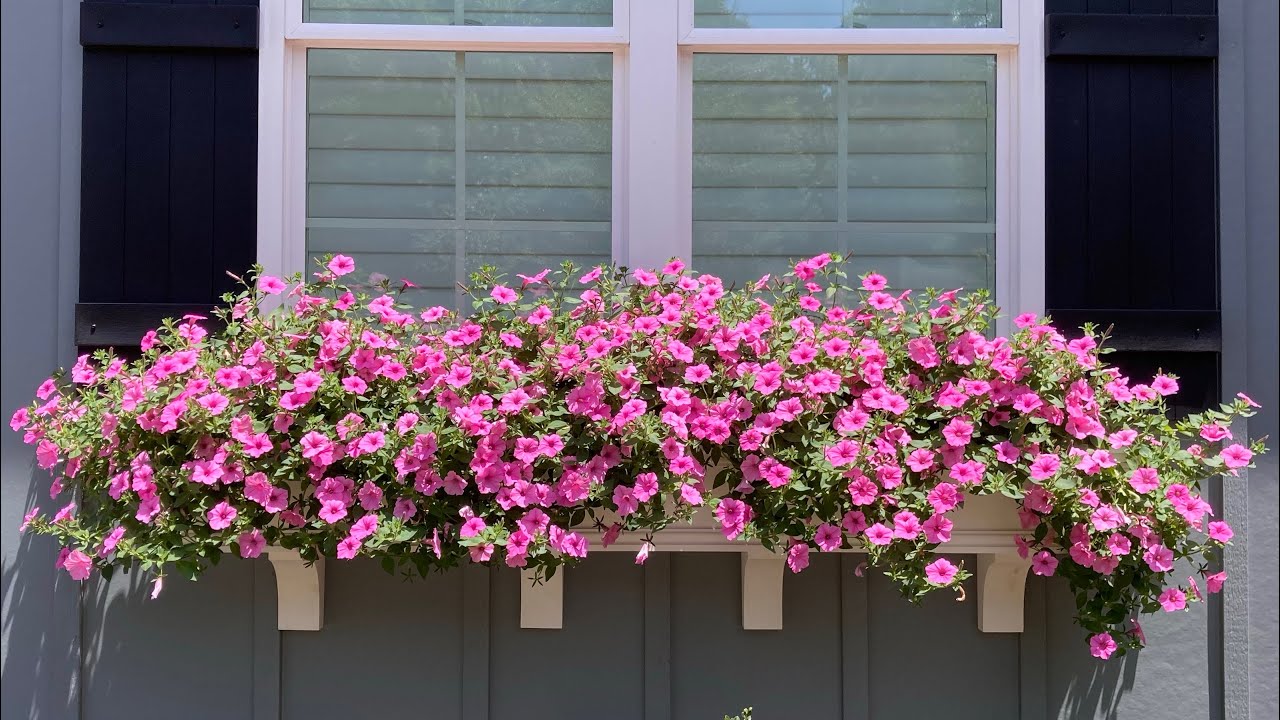 Supertunia Vista Window Boxes Week 4 Update - YouTube