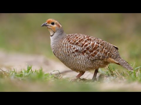 teetar kaise pakde teetar ki video desi female aur uske ande desi teetar ki awaaz