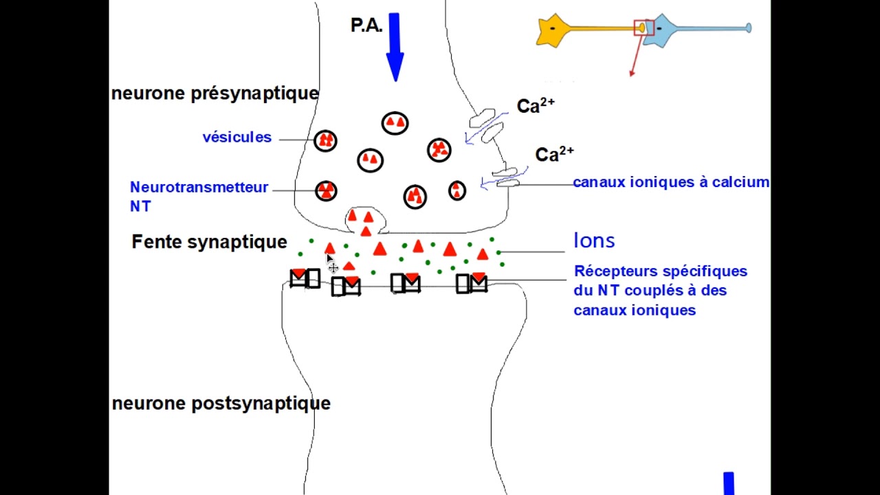 Diagramme Du Potentiel D'action Synapse