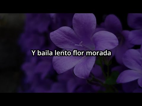 Y baila lento flor morada🪻 Que me recuerdas a mi amada  // Nasa Histoires - Bugambilia (Letra)